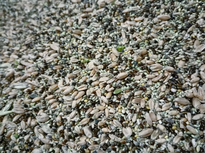 Пшеница, зерноотходы