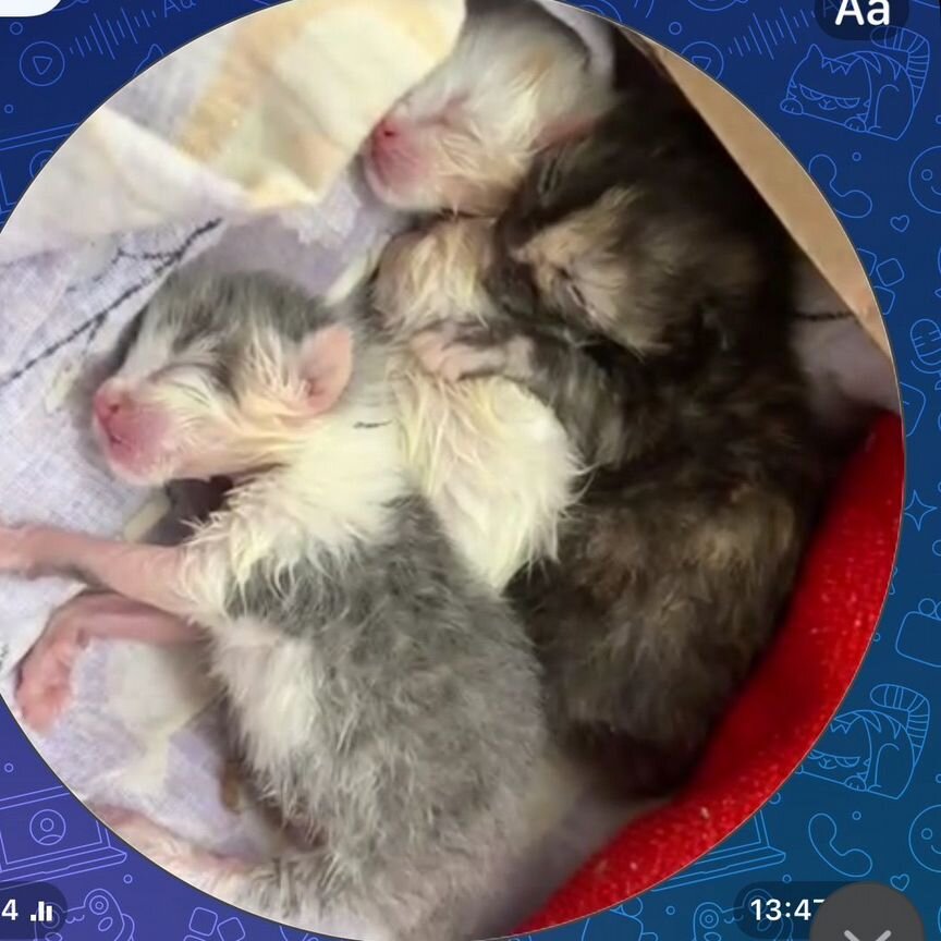 Котёнок в добрые руки