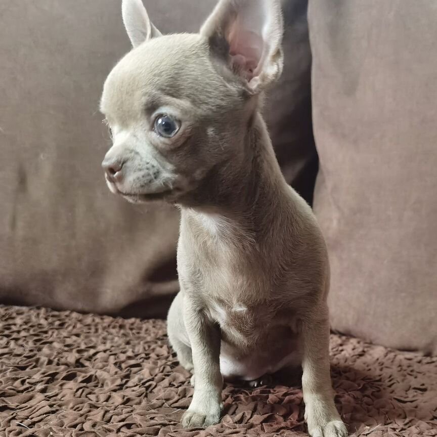 Чихуахуа, щенок