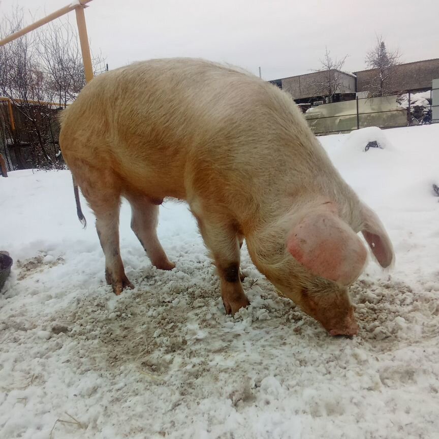 Хряк на племя