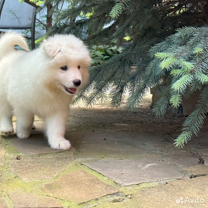 Щенок самоеда