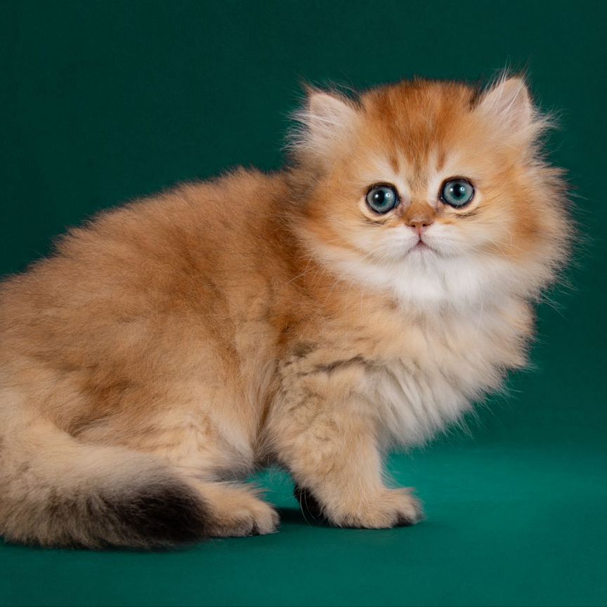 Британская золотая шиншилла