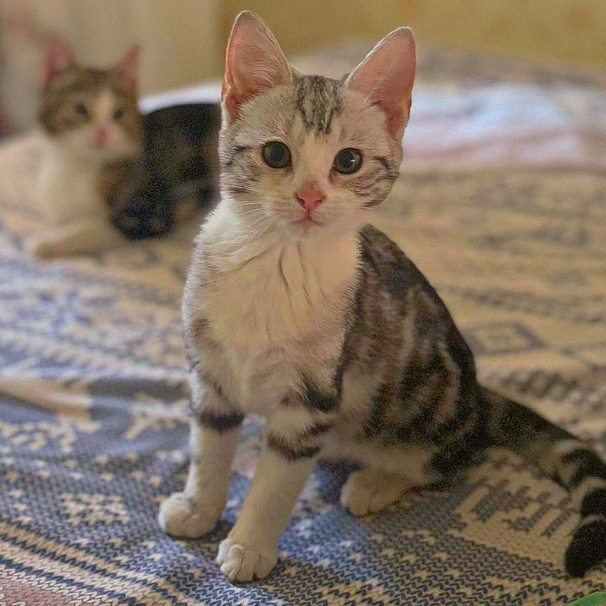 Котёнок в добрые руки