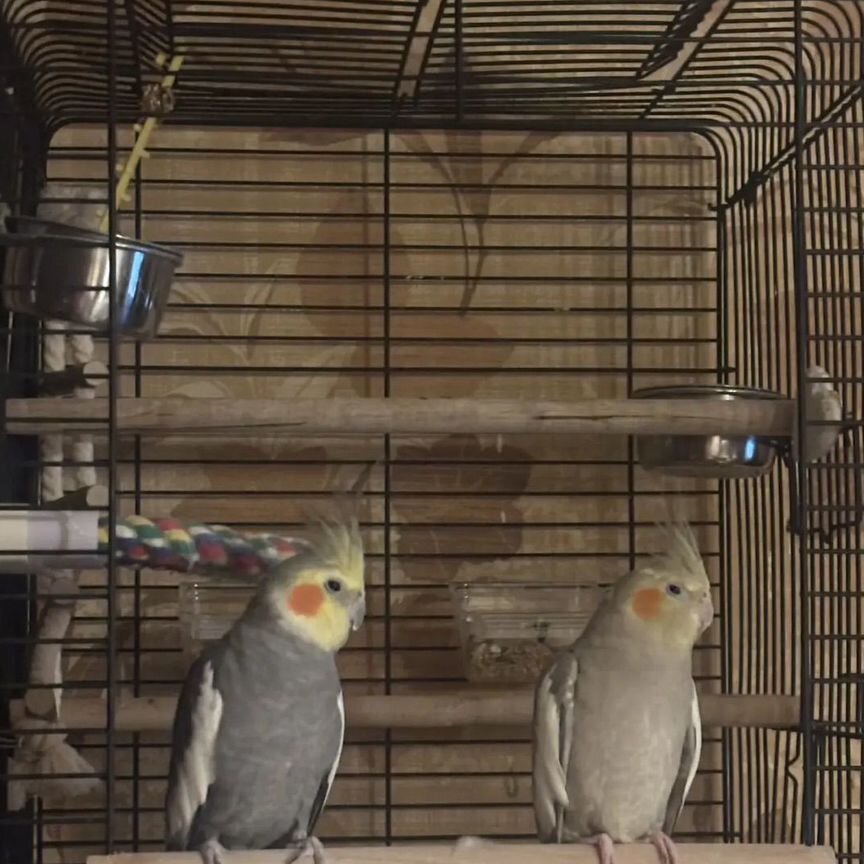 Попугай корелла