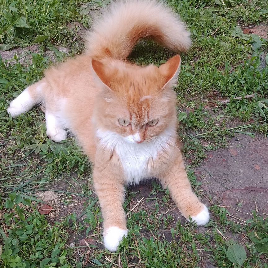 Взрослый кот в добрые руки