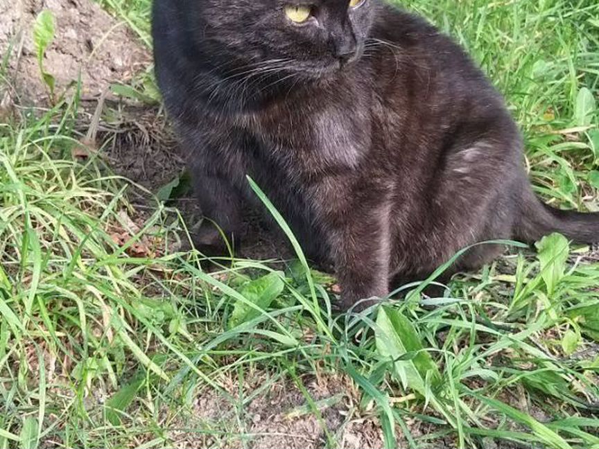 Ласковой Бусинке очень необходим дом