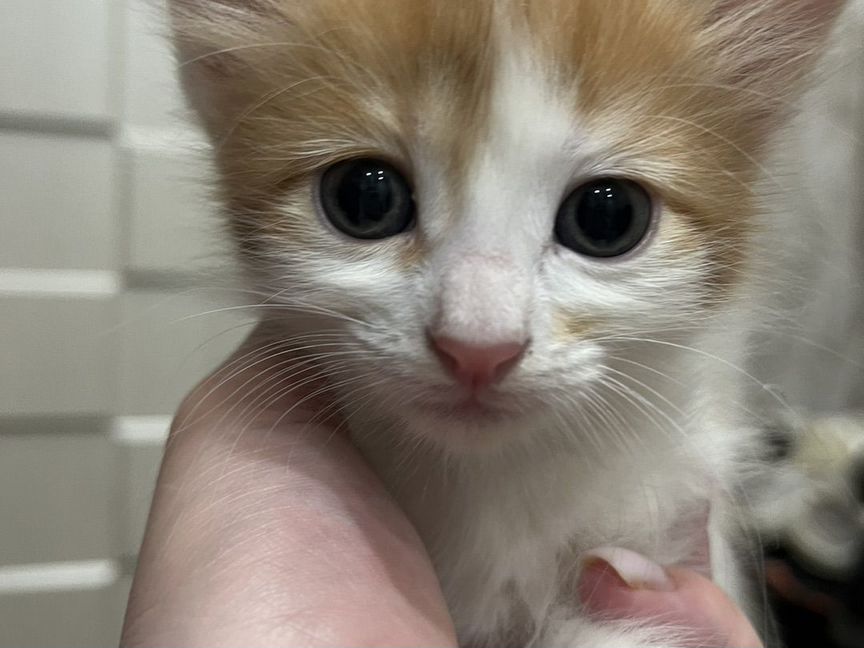 Котята от кошки крысоловки