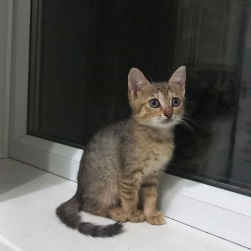 Котята азиатской Табби