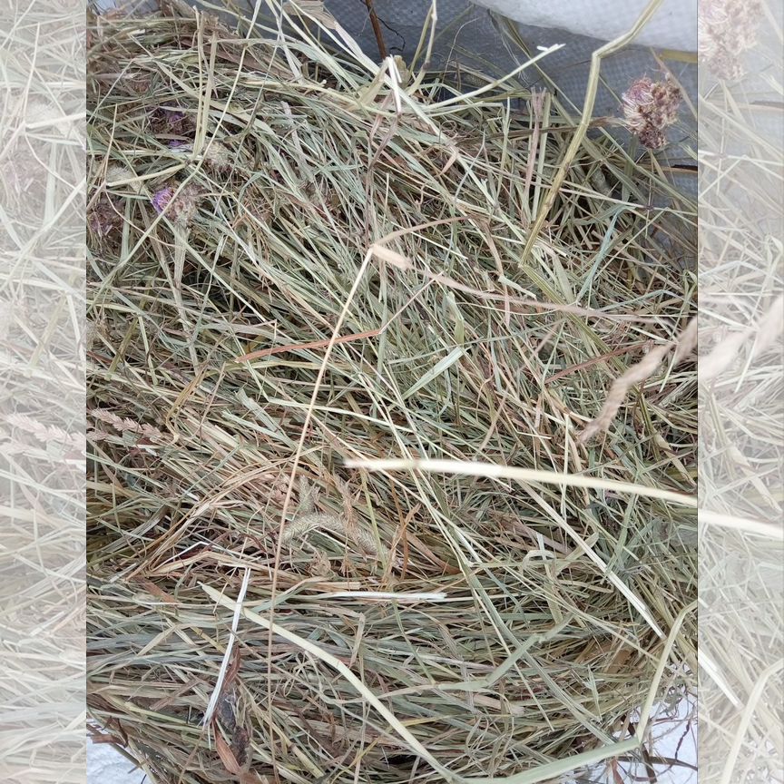 Продам сено в рулонах