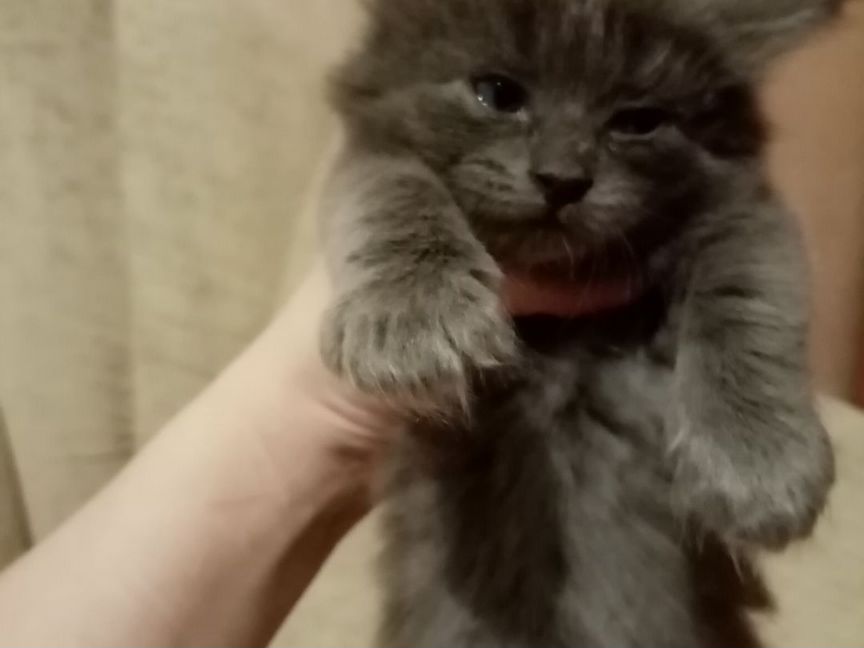 Помесь Невской Маскарадной и Британки