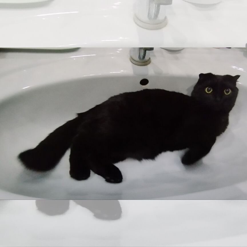 Потерялся кот, вислоухий