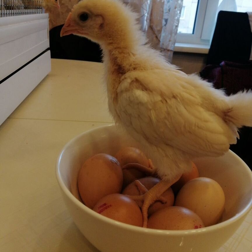 Цыплята несушки подрощенные