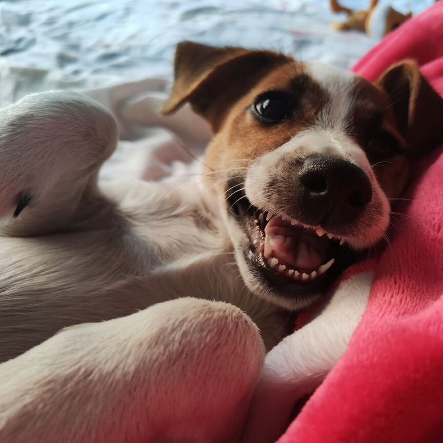 Джек Рассел терьер