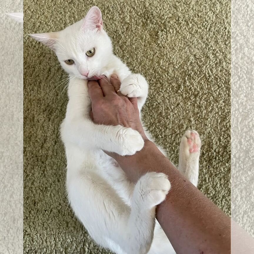 Взрослая, кошка в добрые руки