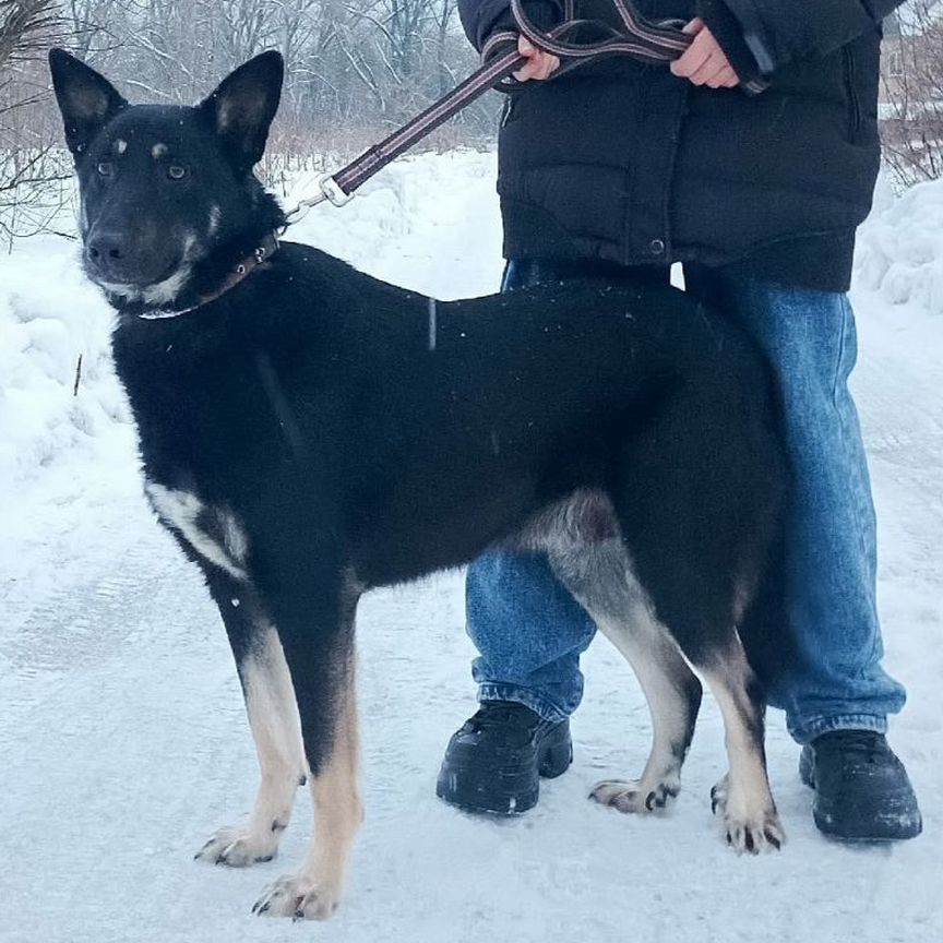 Взрослый пёс в добрые руки