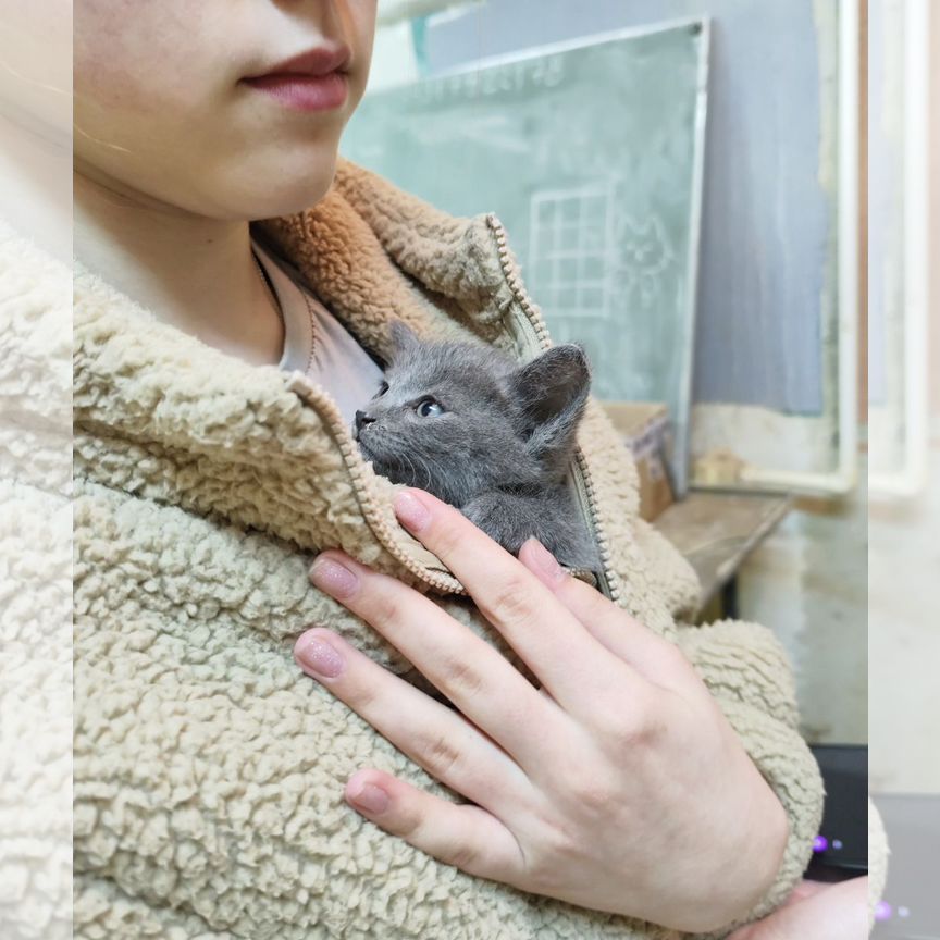 Шотландский вислоухий длинношёрстный котёнок