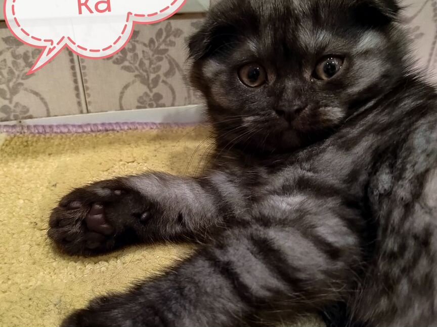 Шотландские вислоухие котята