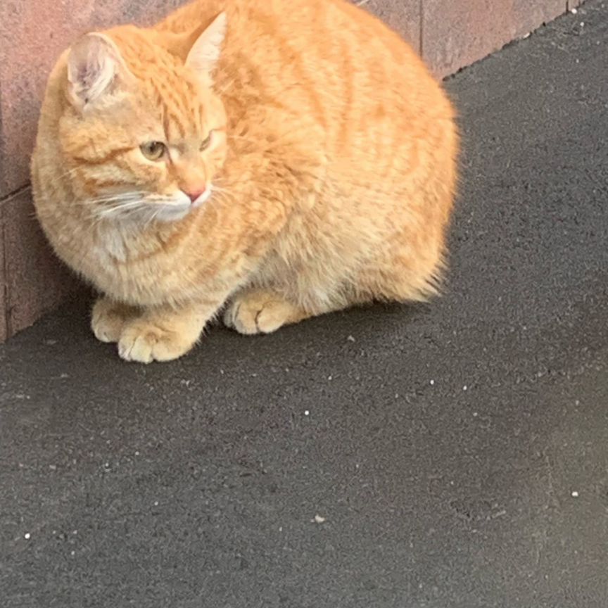 Найден кот