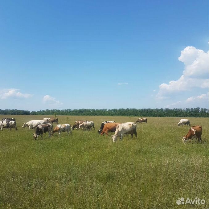 Продам коров крс Крупный рогатый скот