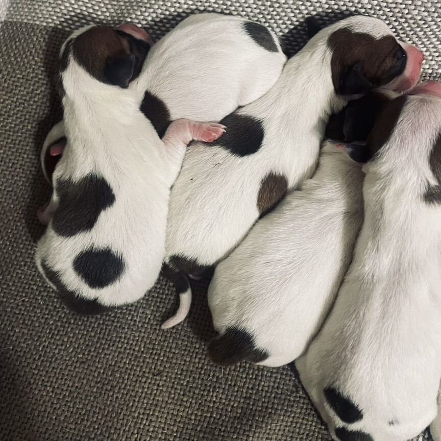 Джек-рассел-терьер, щенок