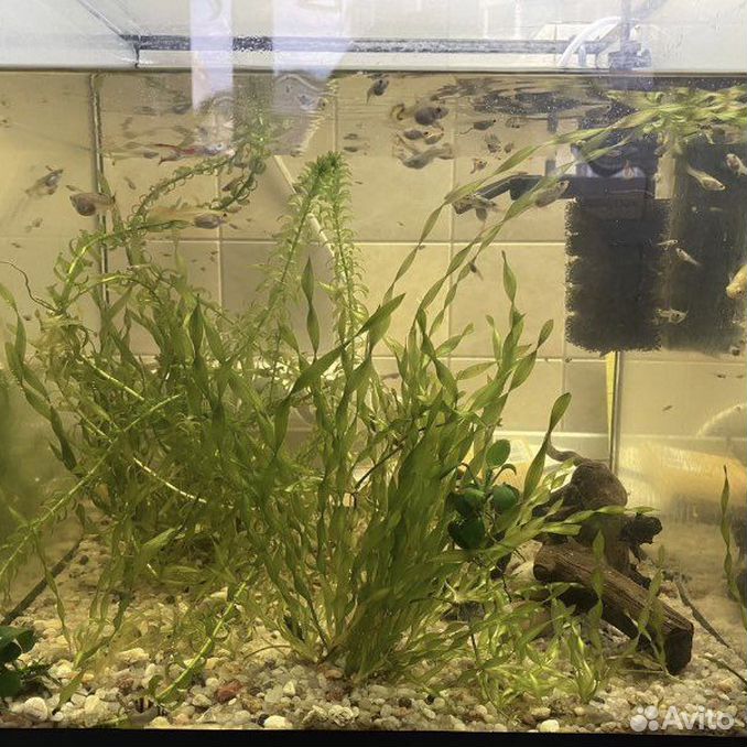 Аквариум/гуппи/водоросли/креветки/улитки и тд
