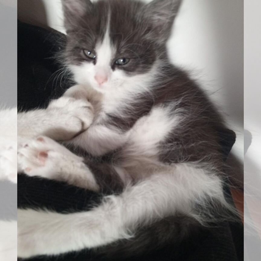 Котёнок в добрые руки