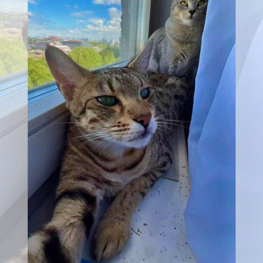 Саванна, взрослая кошка