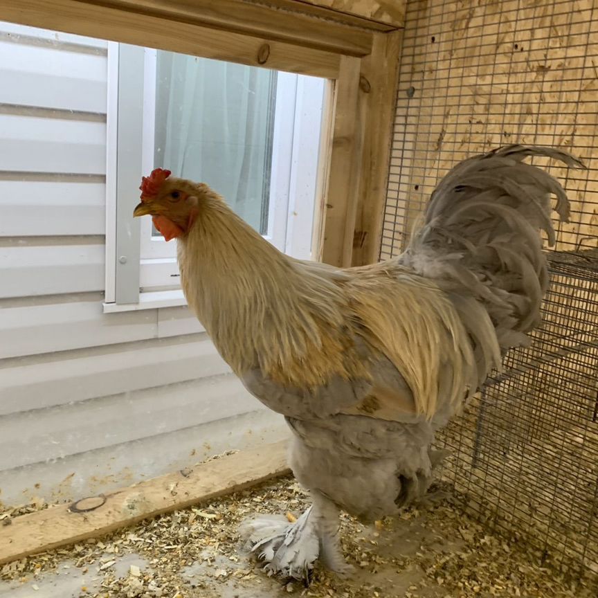 Куры породы брама