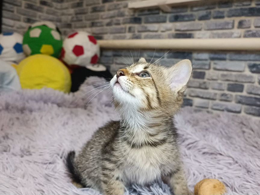 Котенок в добрые руки, к лотку приучен