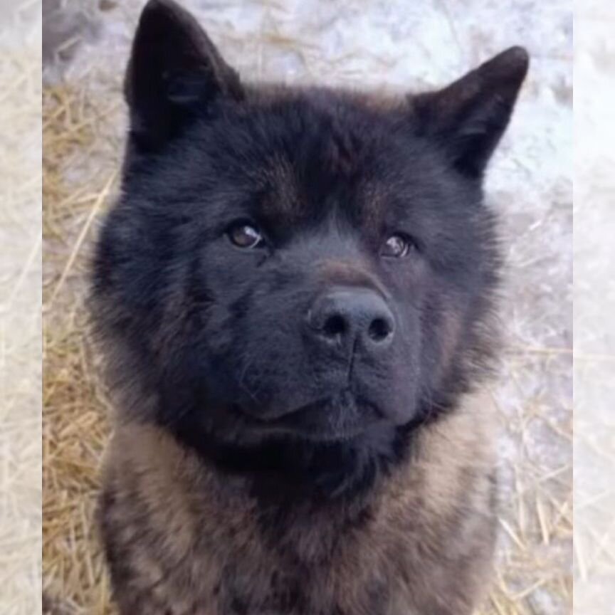 Американская акита, взрослый пёс