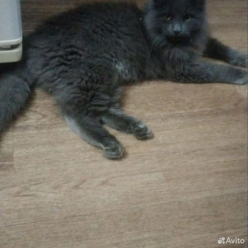 Отдам бесплатно