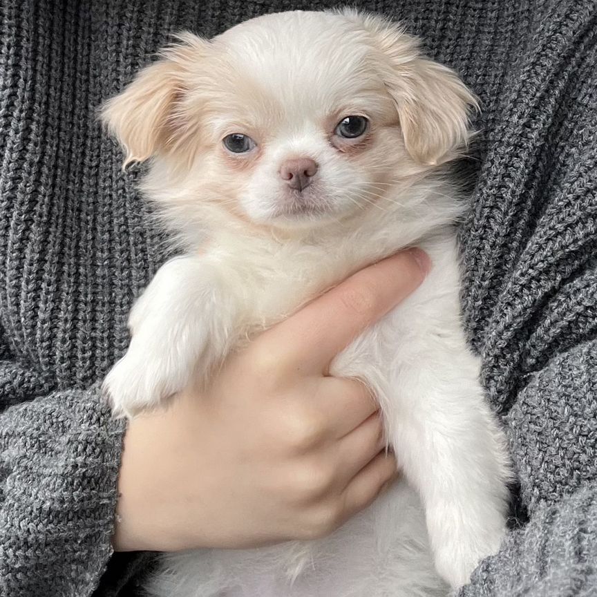 Чихуахуа щенки