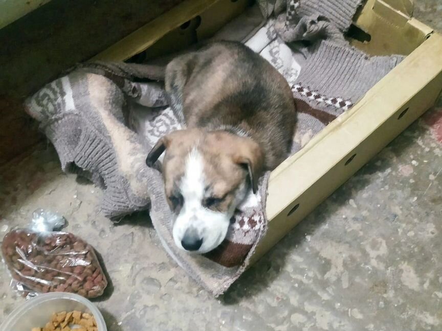 Щенок в добрые руки