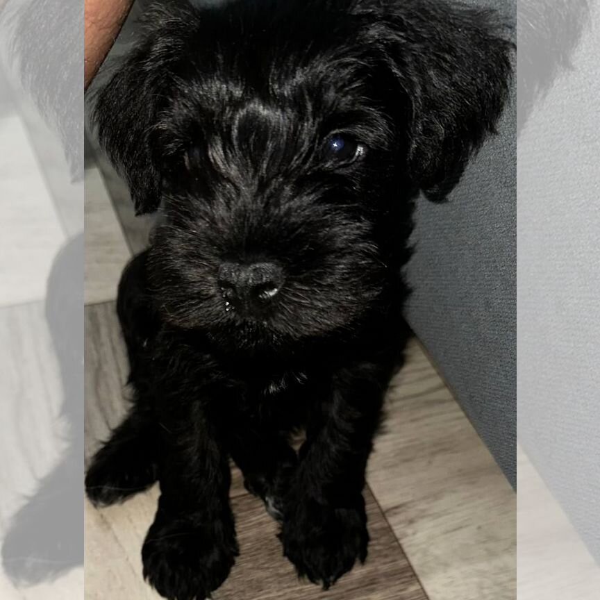 Цвергшнауцер, щенок