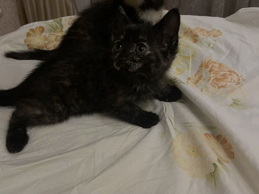 Котята помесь британца и обычной кошки