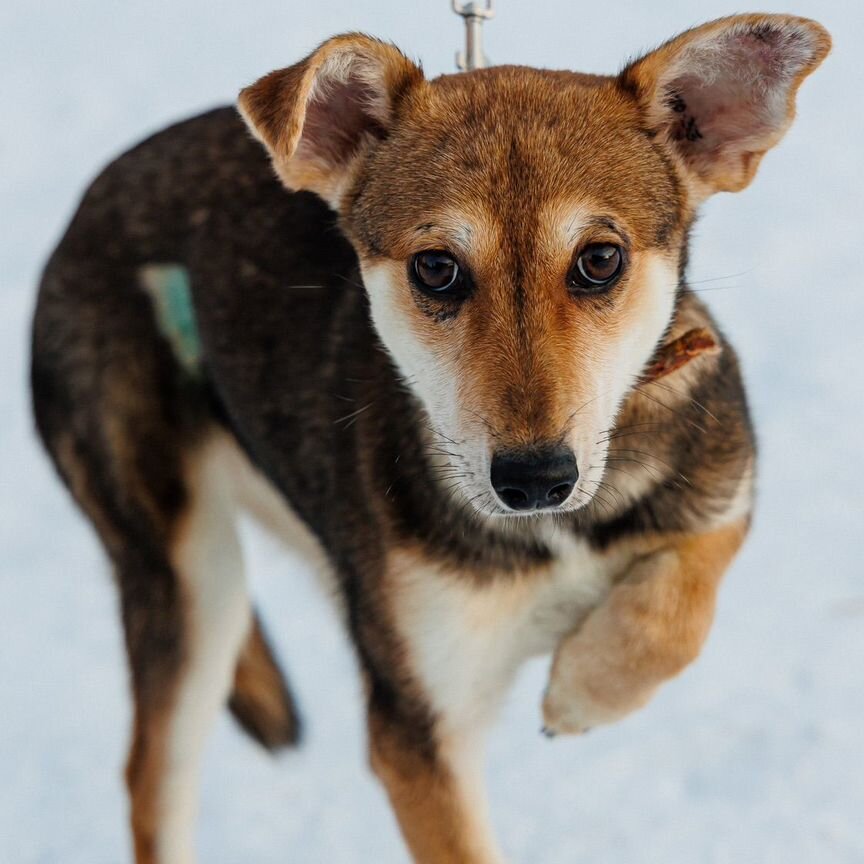 Небольшая собачка для квартиры