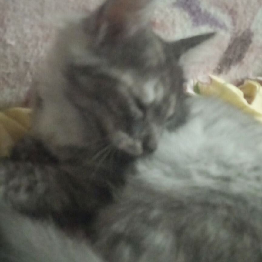Отдам котенка 3 месяца