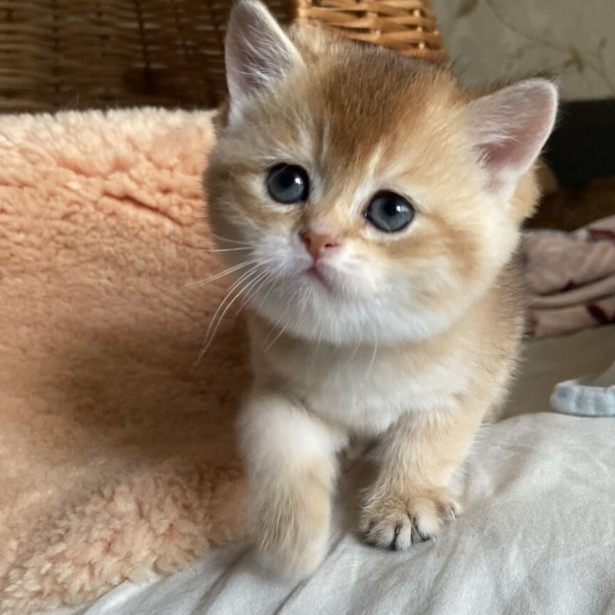 Британская кошечка Соня