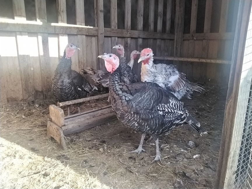 Индюшки бронза