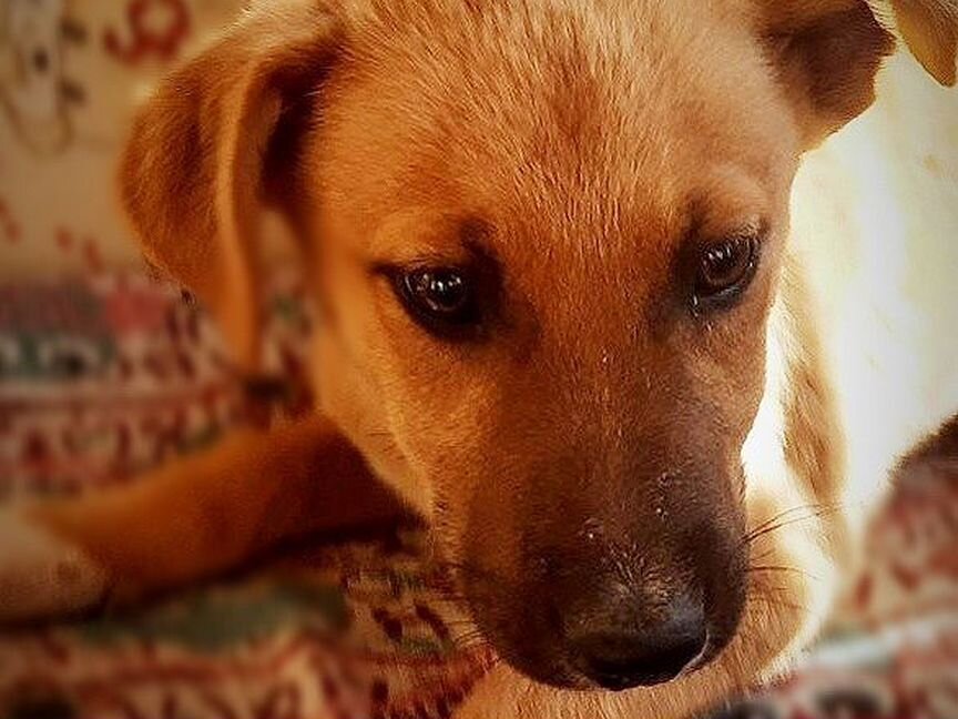 Щенок везунчик в поисках дома