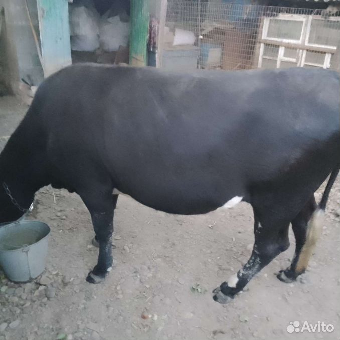 Телка тельная