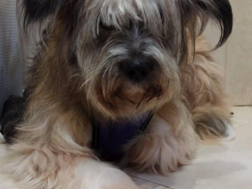 Собака-потеряшка нуждается в семье