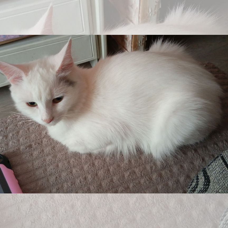 Кошка в дар бесплатно