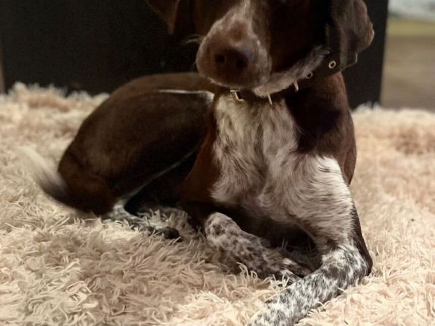 Девочка охотничья порода бесплатно