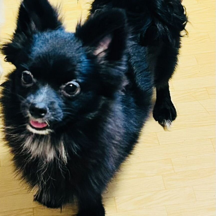 Померанский шпиц