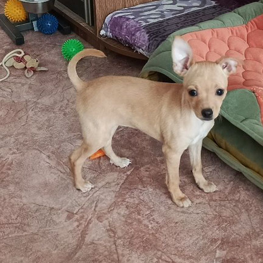 Русский той-терьер, щенок