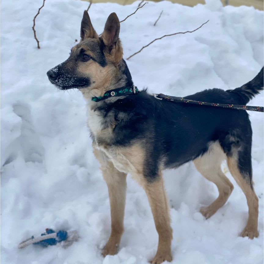 Щенок в добрые руки