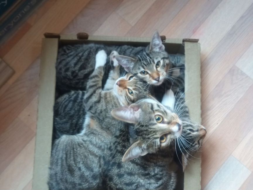 Котята от рабочих родителей