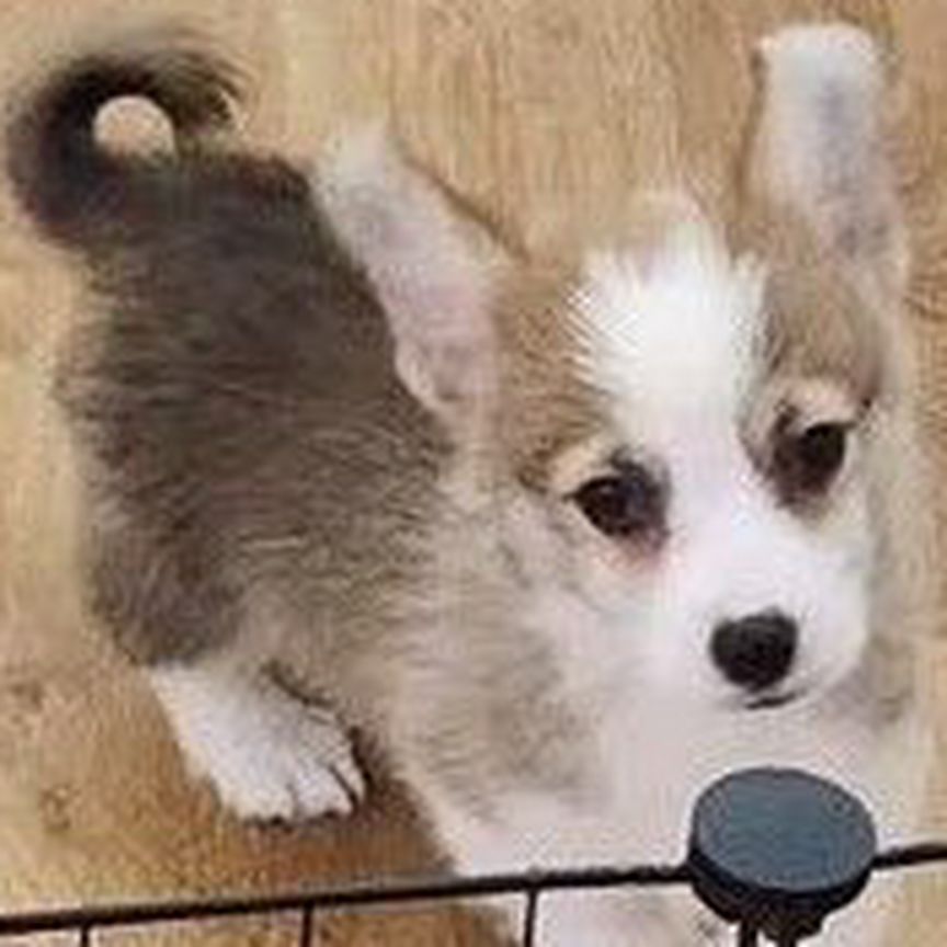 Вельш Корги Пемброк, щенок