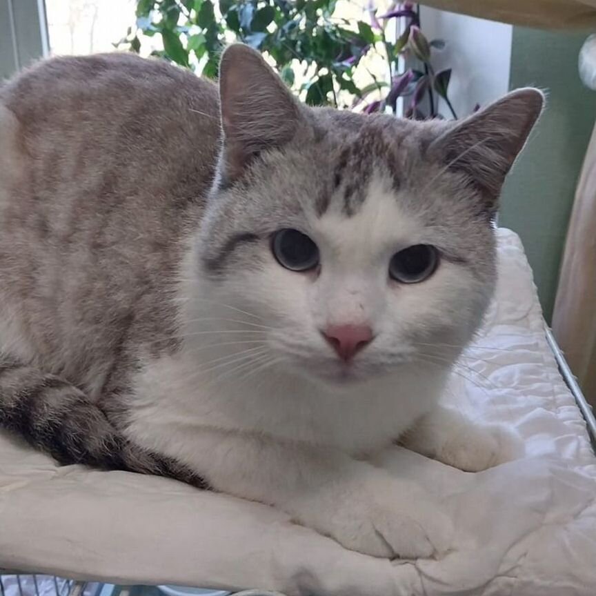 Котик с глазами небесно-голубого цвета